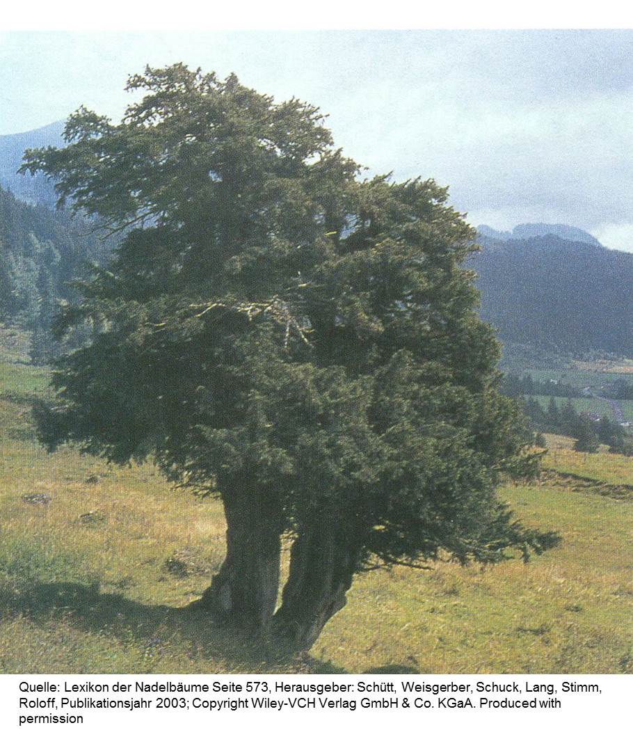 Eibe – Baum des Jahres-Weg