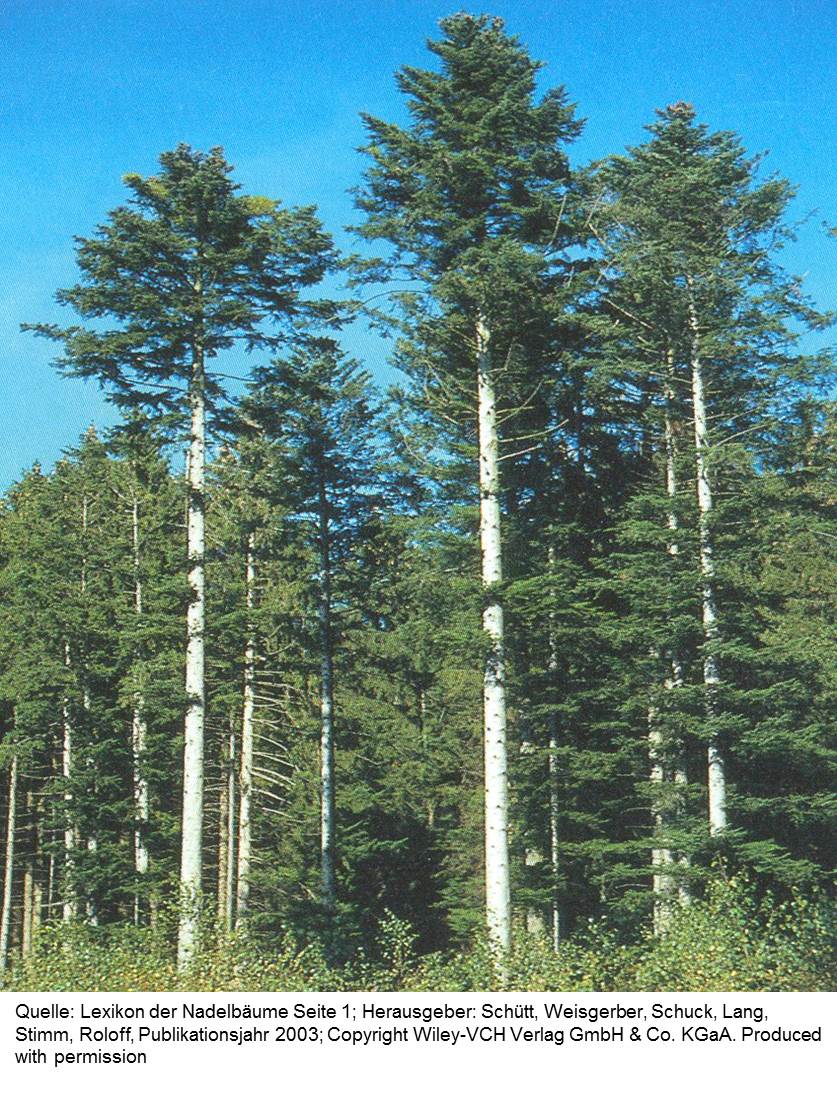 Weißtanne – Baum des Jahres-Weg